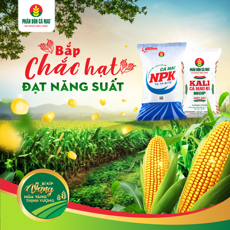 BẮP CHẮC HẠT, ĐẠT NĂNG SUẤT - Phân Bón Cà Mau